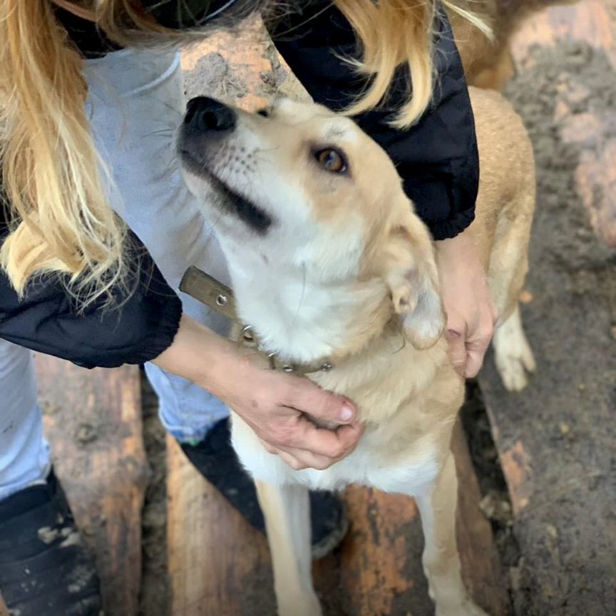 Жорик в беде в добрые руки