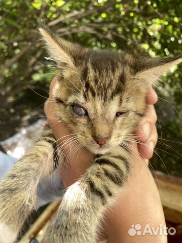 Котёнок в добрые руки