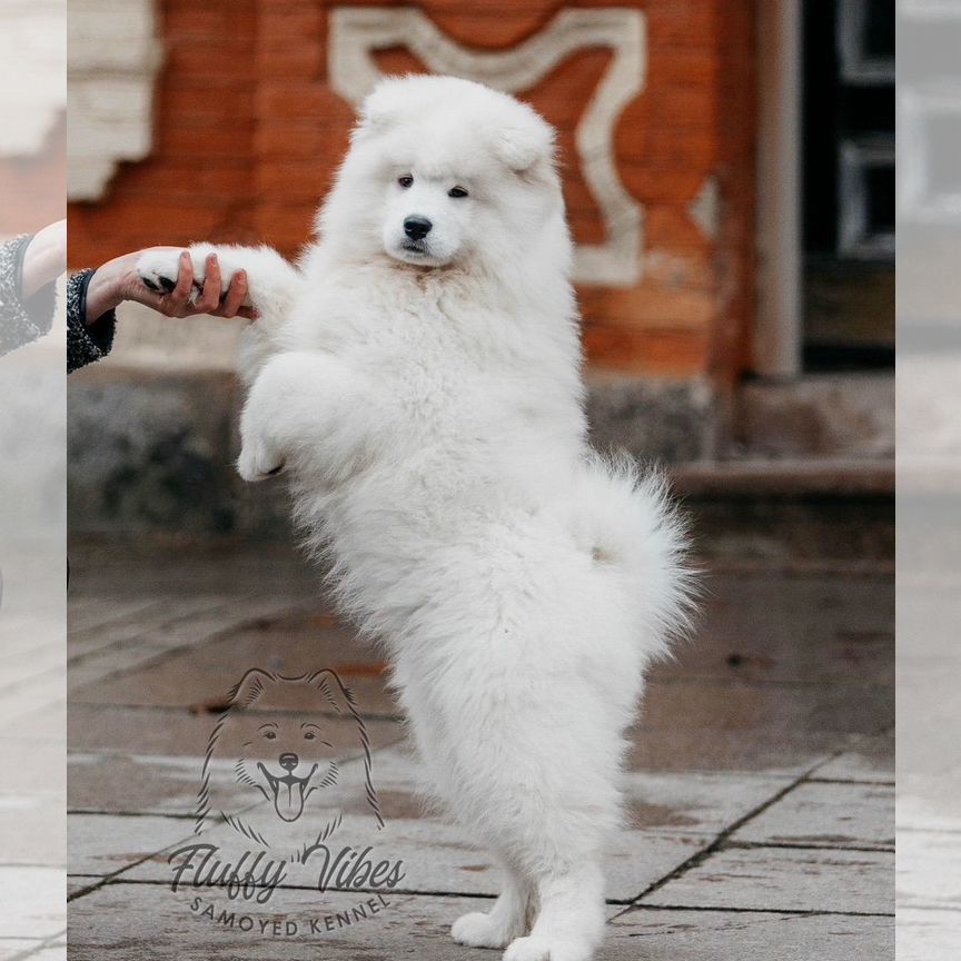 Самоедская собака, щенок