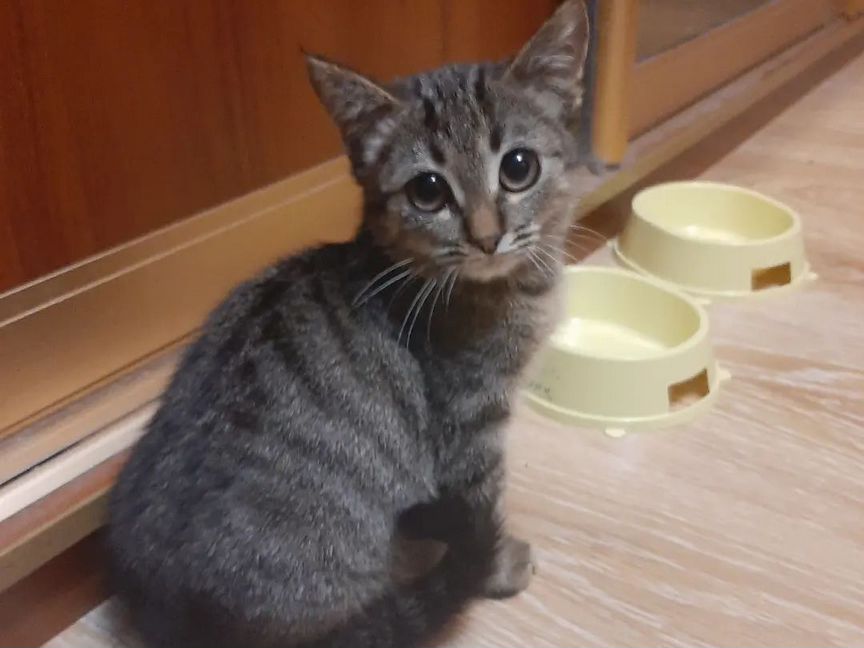 Кошка в дар бесплатно