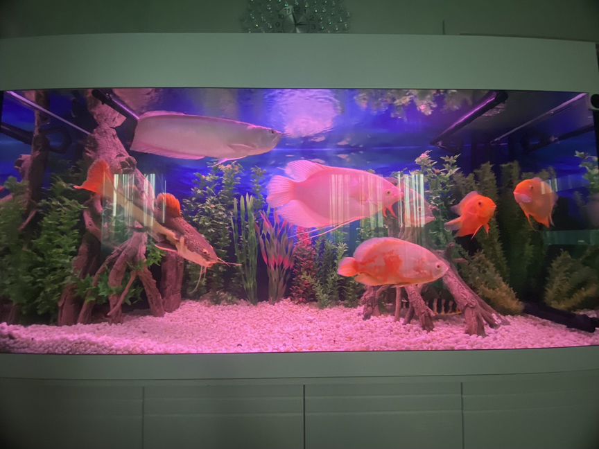 Крупная рыба