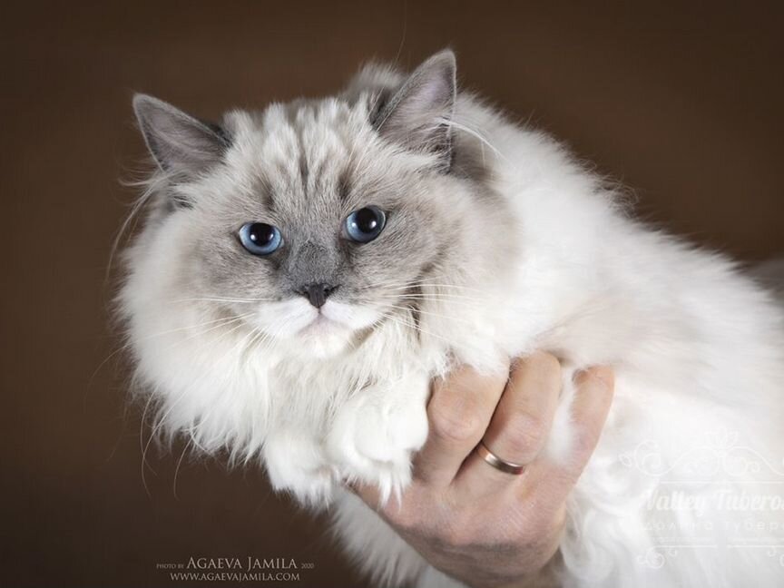 Кошка рэгдолл с родословной, 5 лет