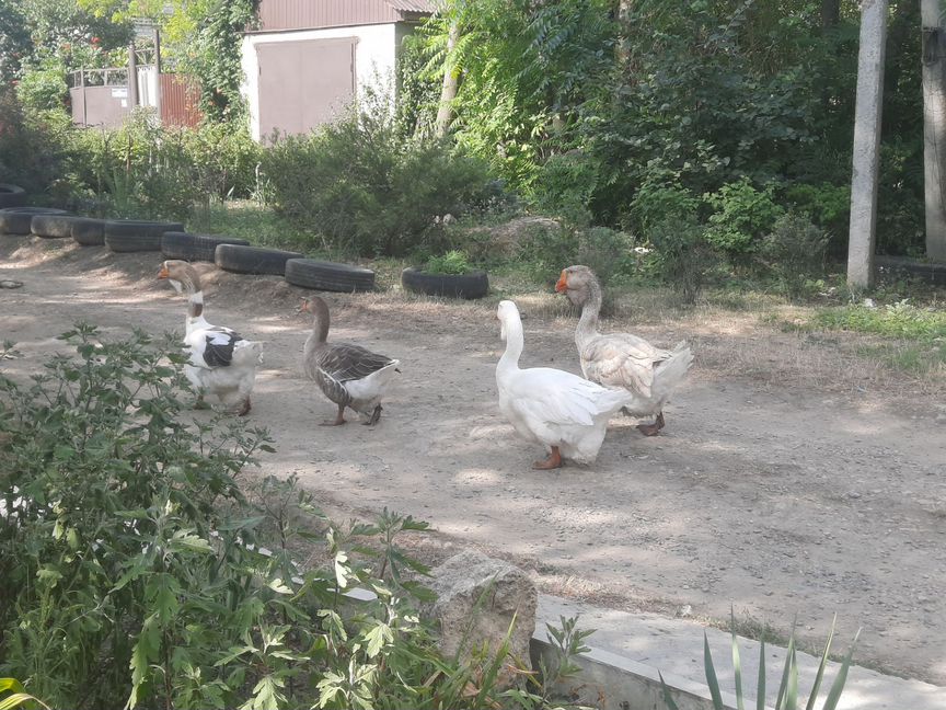 Холмогорские гуси