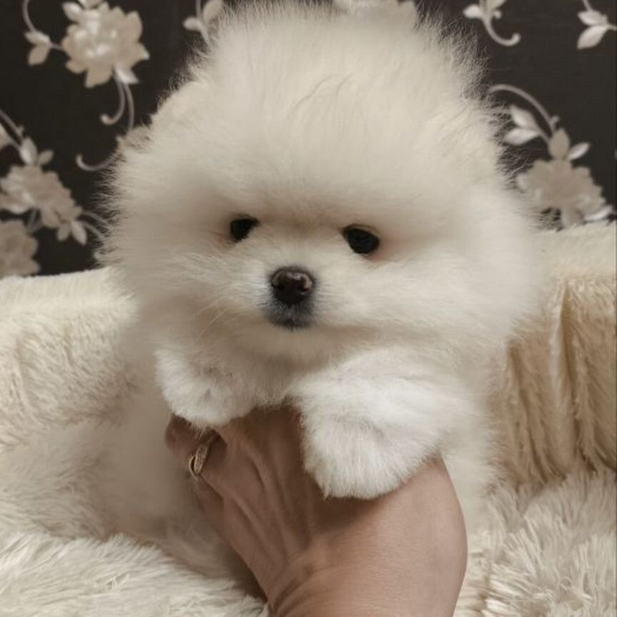 Померанский шпиц, щенок