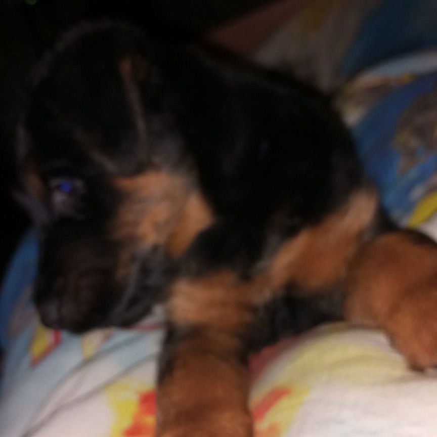 Немецкий охотничий терьер, щенок