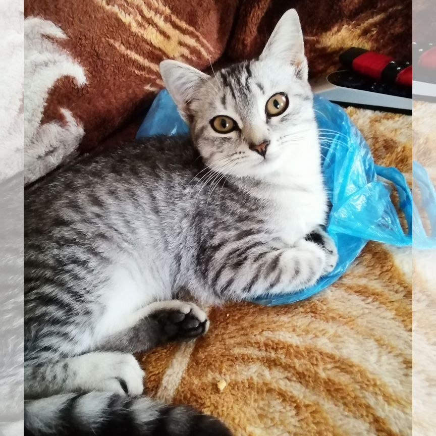 Кошечка