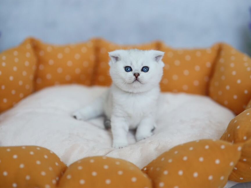 Шотландская серебристая шиншилла девочка