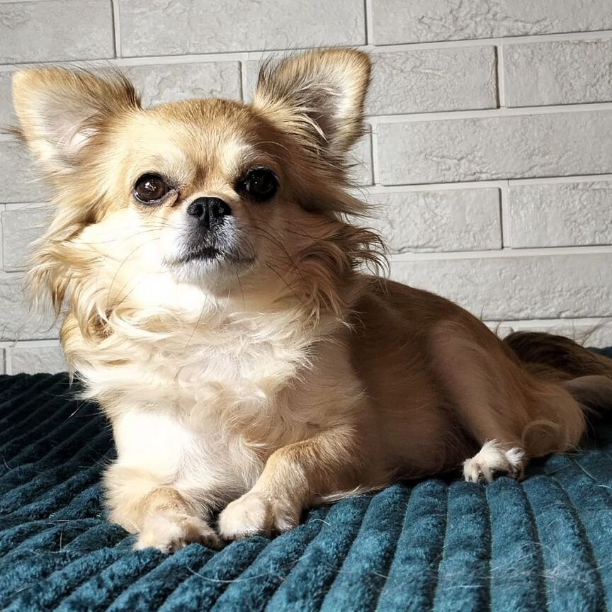 Чихуахуа, взрослая собака