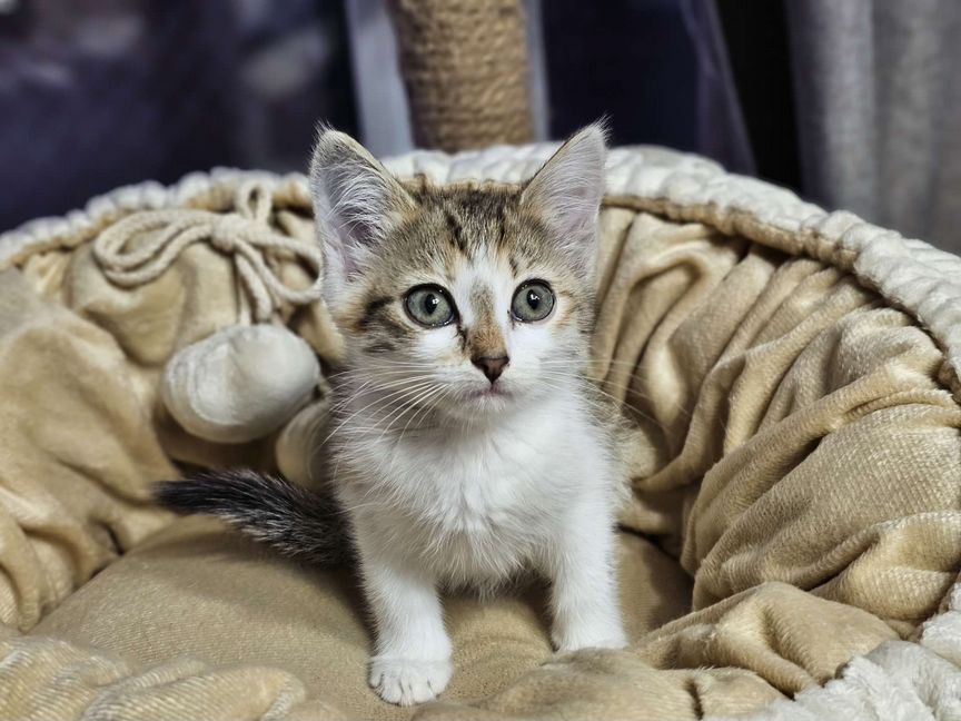 Котёнок трехцветка Стеша ждет своего человека