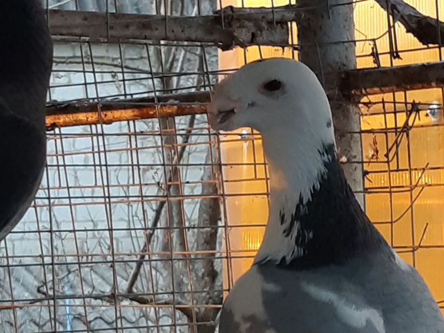 Голуби немецкие выставочные