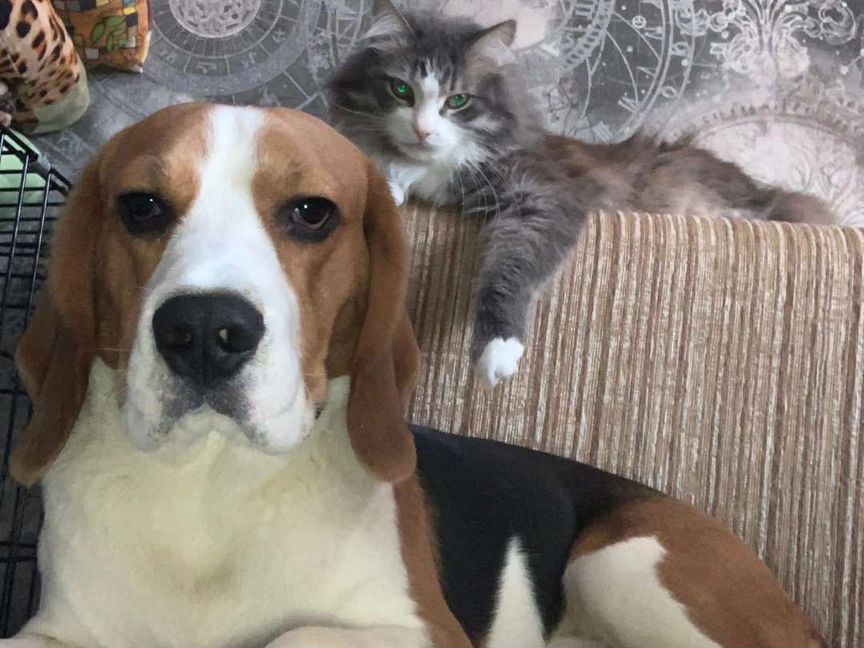 Бигль вязка