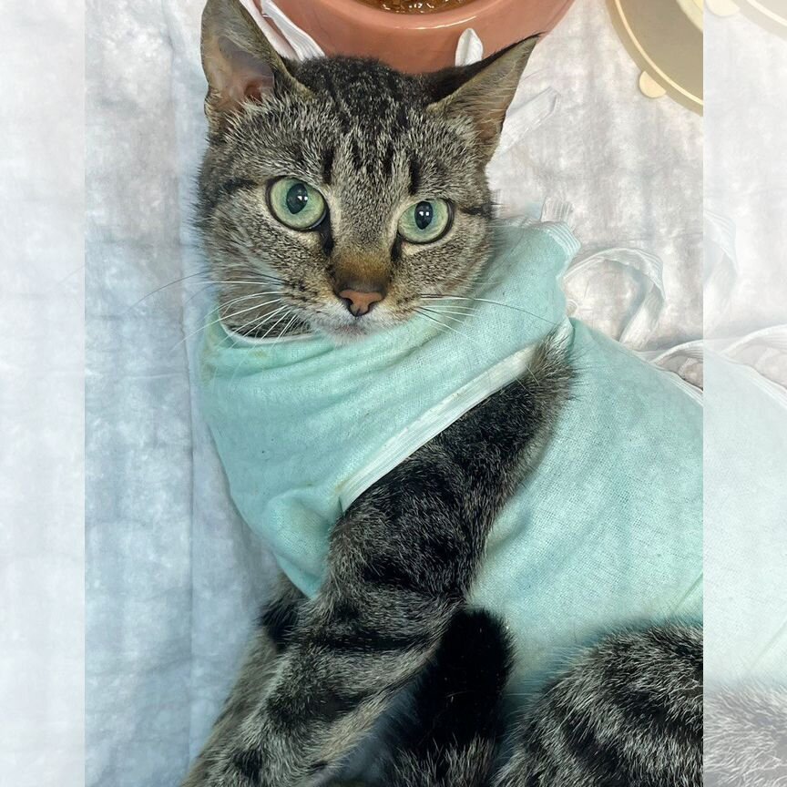 Взрослая, кошка в добрые руки