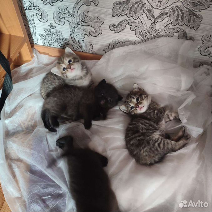 Полу)британские котята