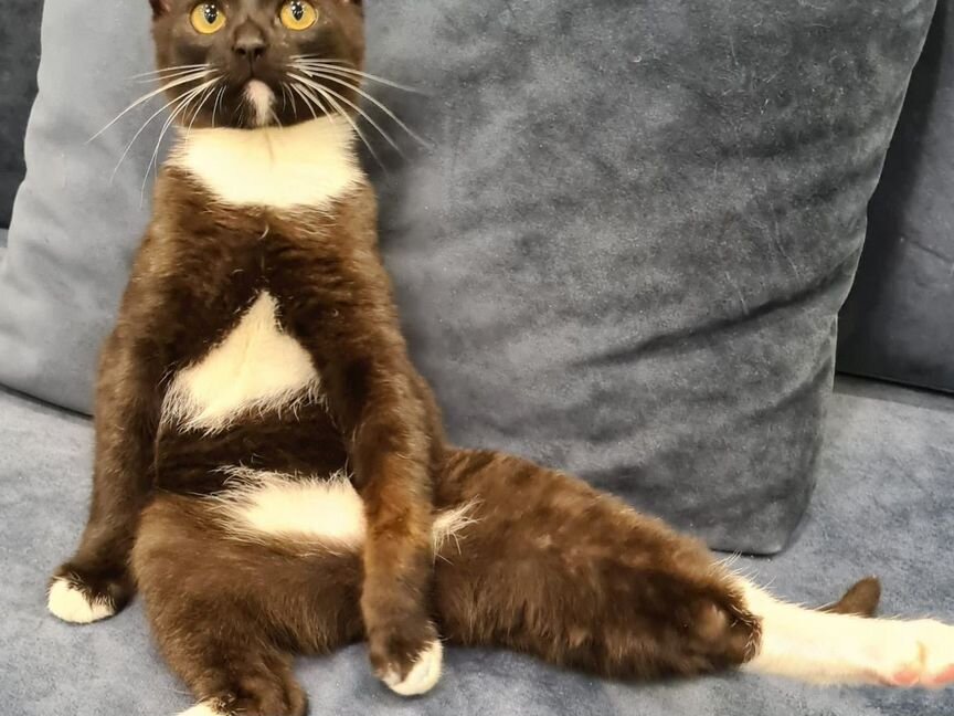 Котенок Джанго в добрые руки