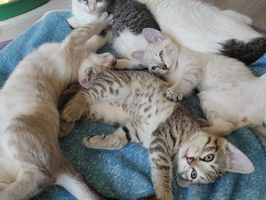 Кошка в дар