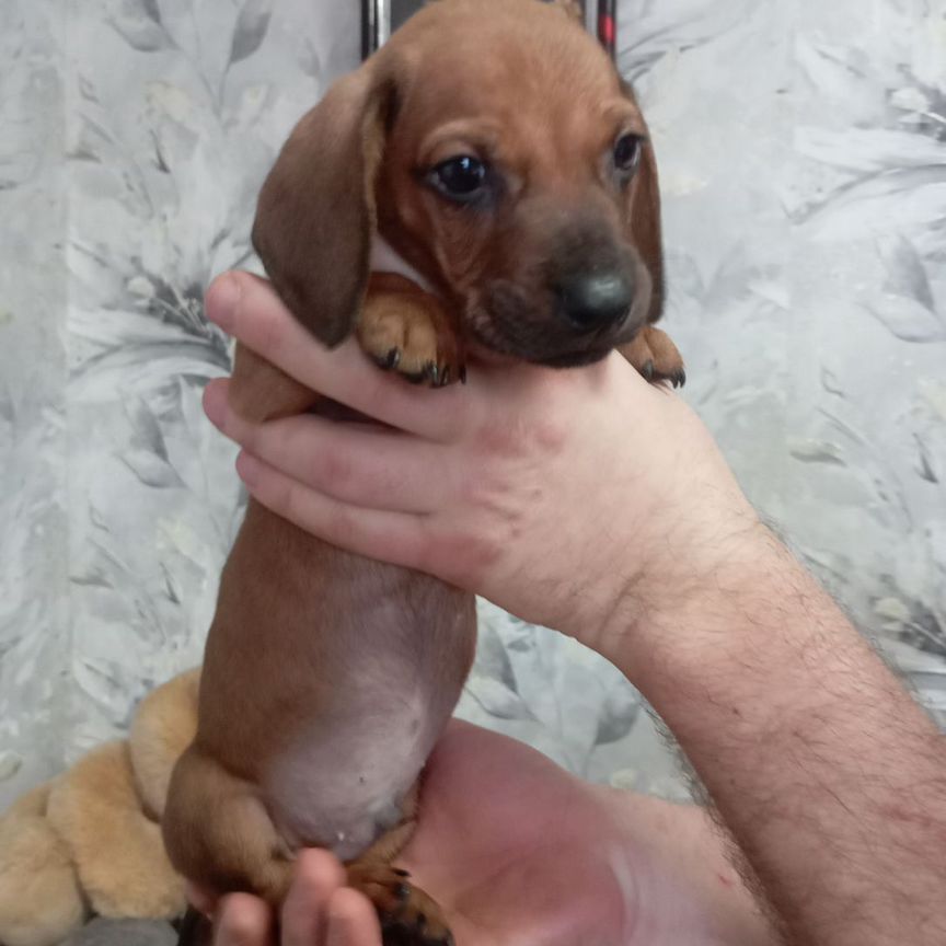 Такса рыжие мальчики