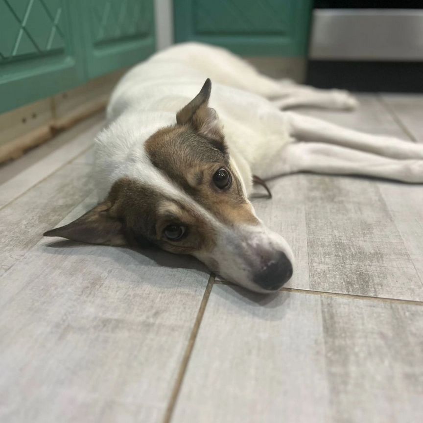 Бимушка брошена