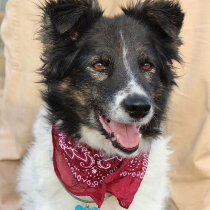 Собака Бывшедомашний Ричи