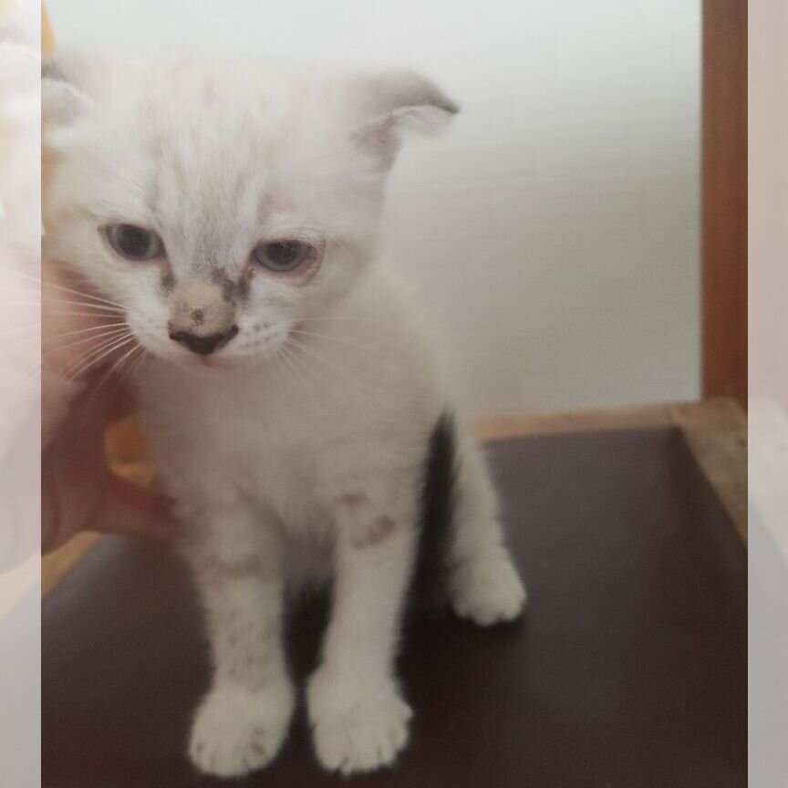 Котята 1,5 месяца