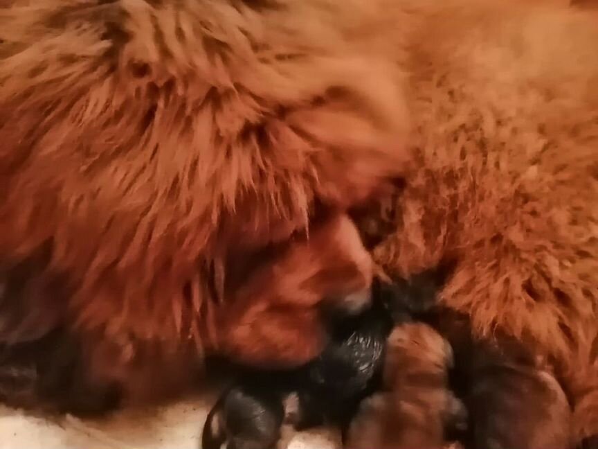 Тибетский мастиф щенки