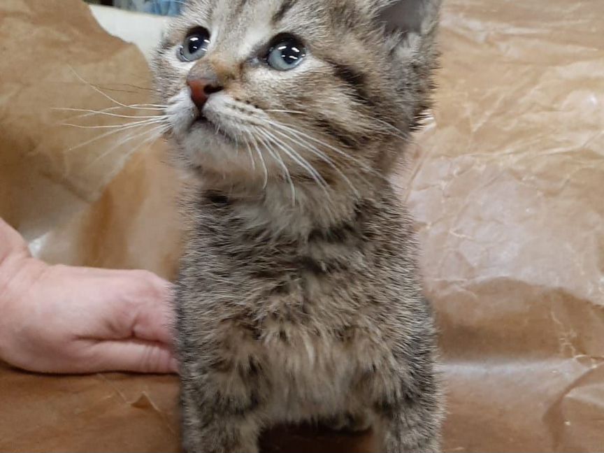 Котенок девочка 1,5 мес