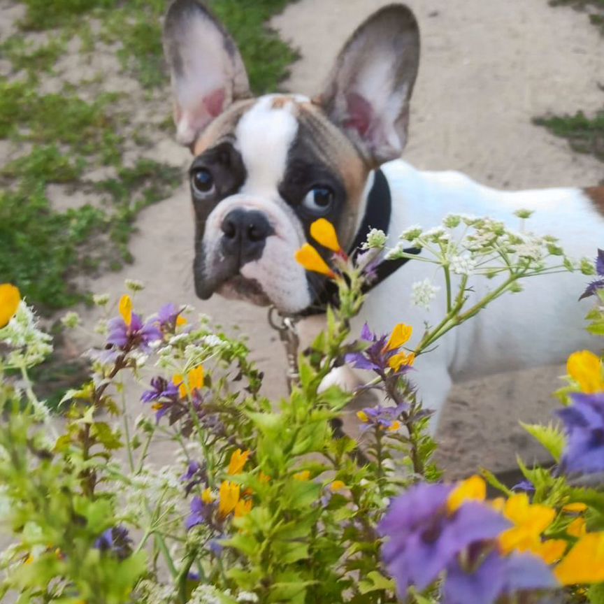 Французский бульдог