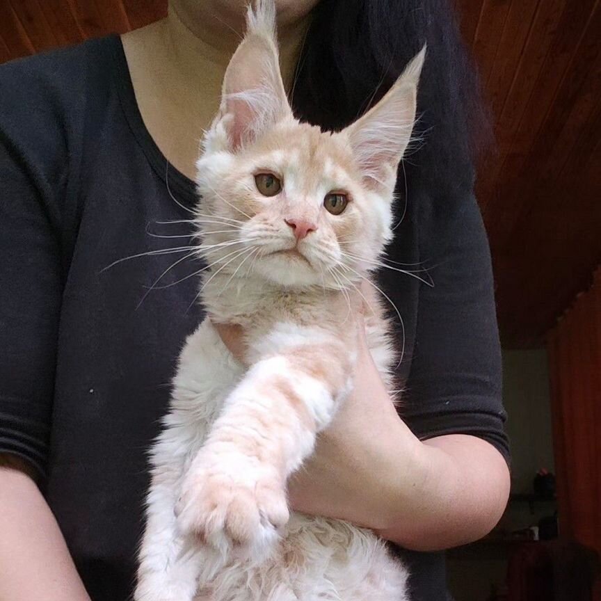 Мейн-кун котёнок