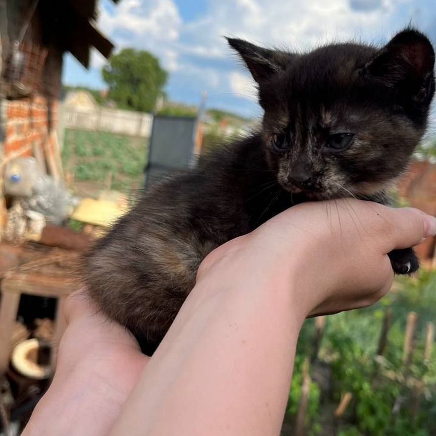 Котята в добрые руки бесплатно