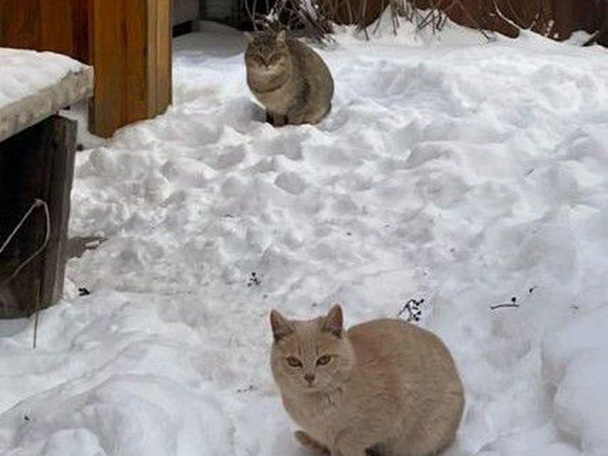 Котики и кошки очень ищут дом