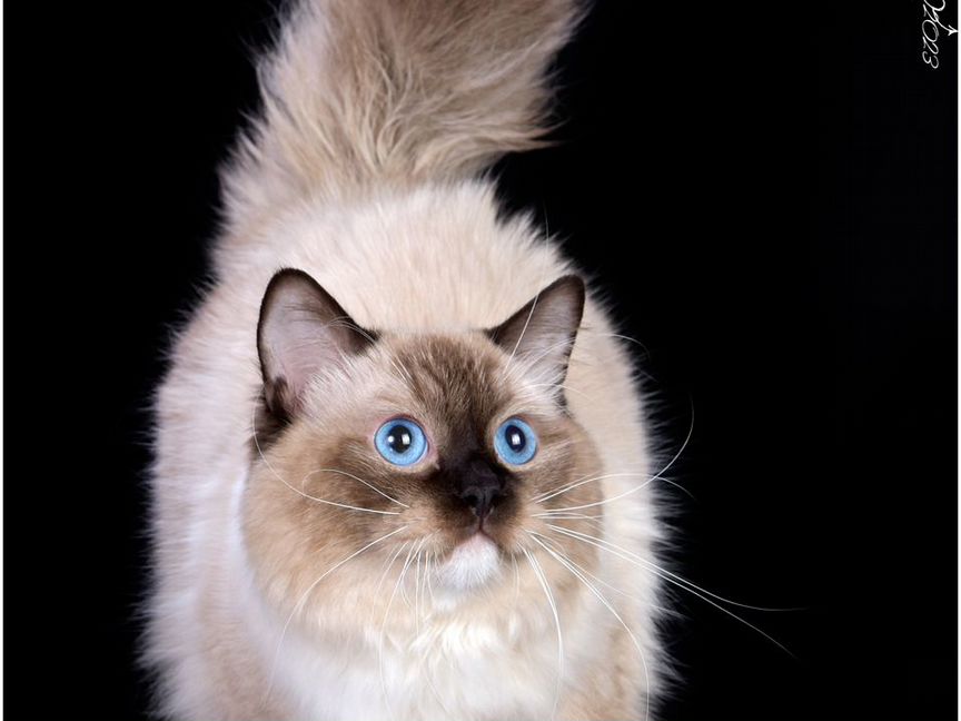 Кошки рэгдолл