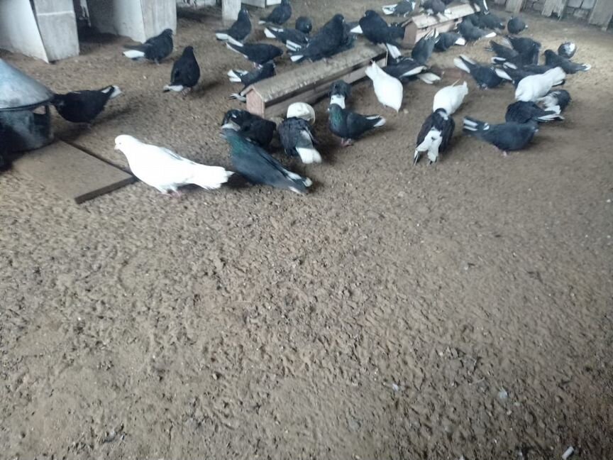 Продам Николаевских голубей