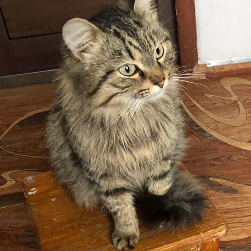 Взрослый кот в добрые руки