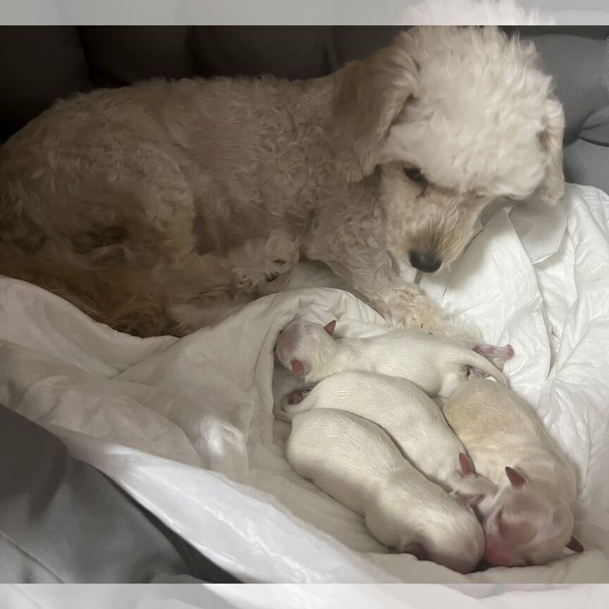 Щенки мальтипу f2