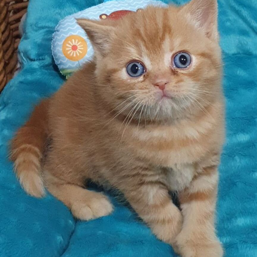 Британский короткошёрстный котёнок