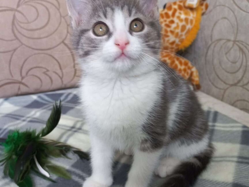 Котенок