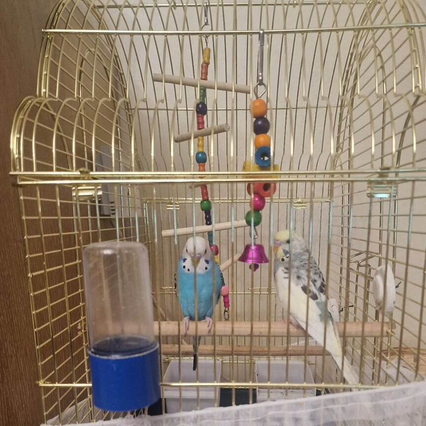 Волнистый попугай