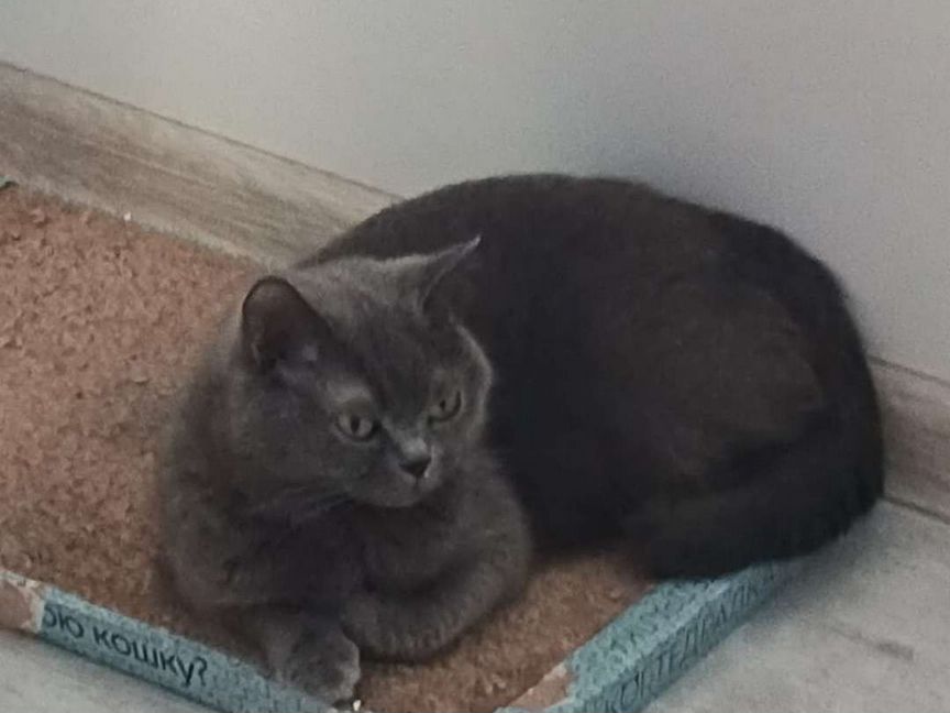 Британки, 2 девочки