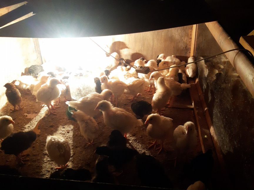 Циплята, от домашних кур