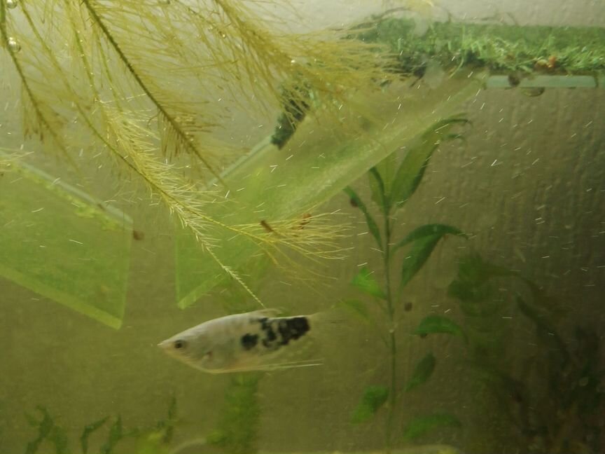 Аквариумные рыбки