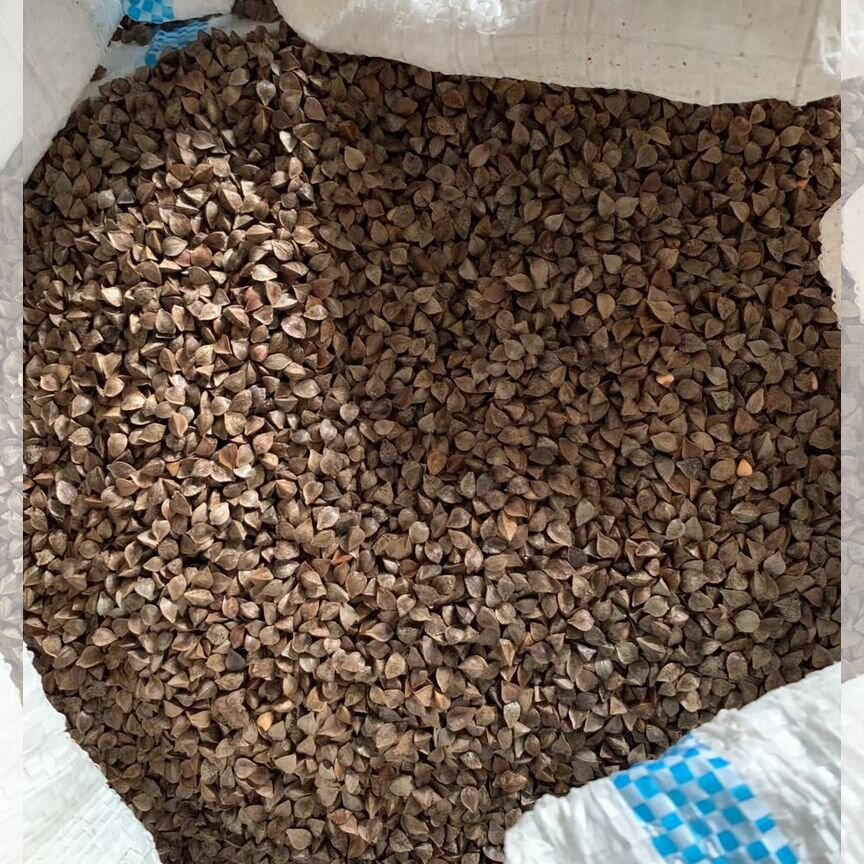 Гречка нелущенная