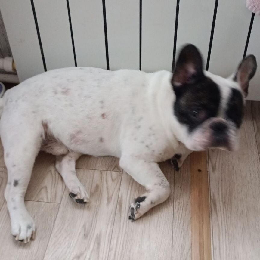 Французский бульдог, взрослый пёс