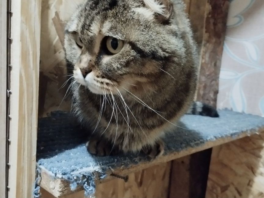 Шотландская кошка Баффи в добрые руки бесплатно
