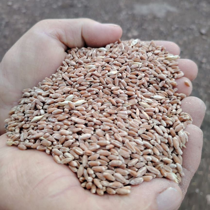 Пшеница 3класс