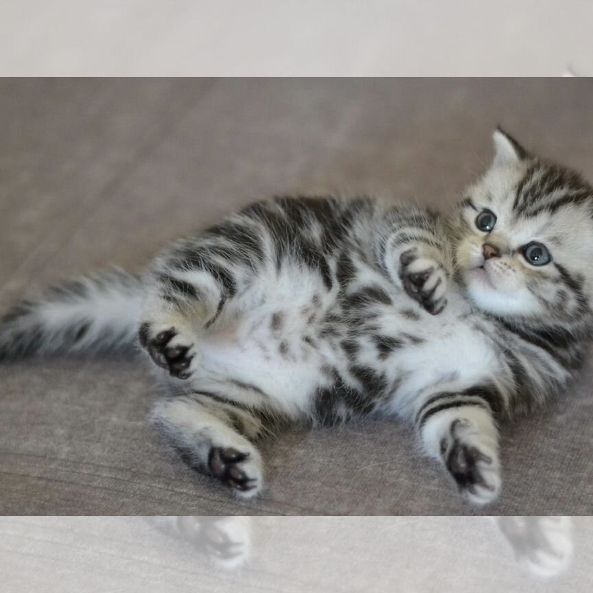 Шотландские котята