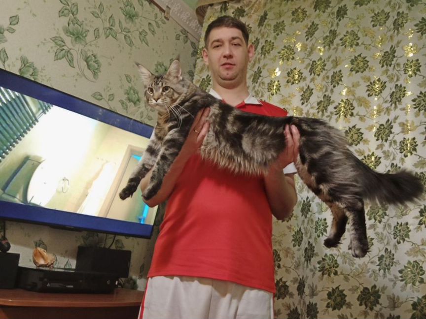 Вятка мейн кун