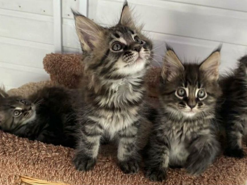 Мохнатые антидепрессанты парни и девчята куны