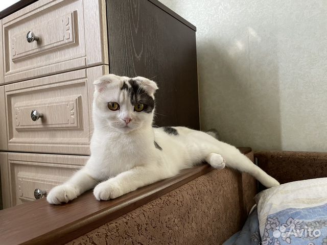 Шотландская вислоухая кошка вязка