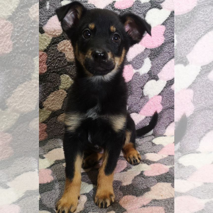 Щенок в добрые руки