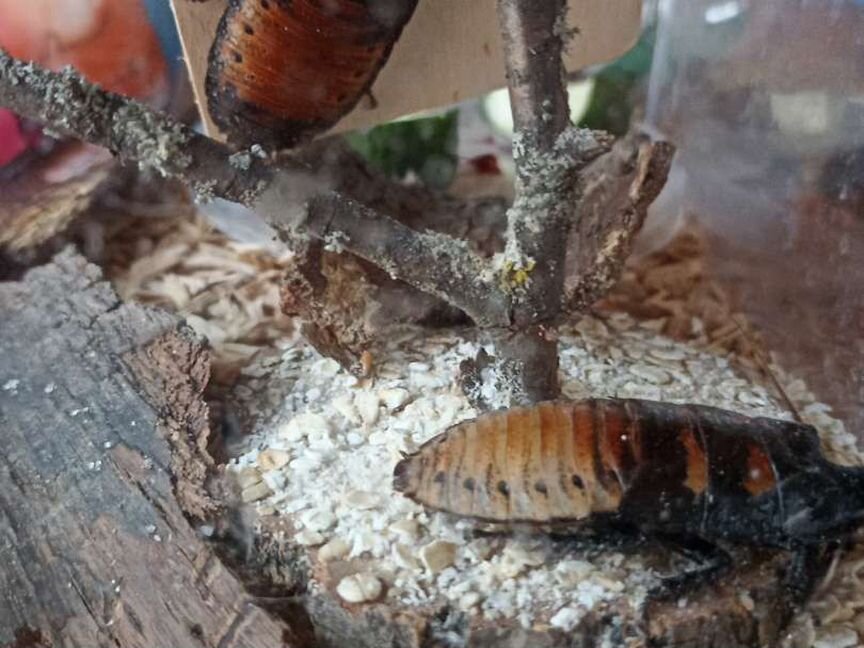 Мадагаскарские тараканы