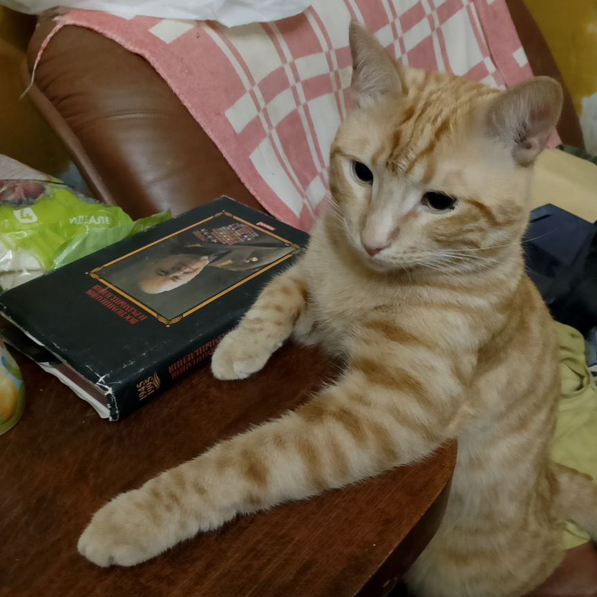 Рыжий, кастрированный котик в дар